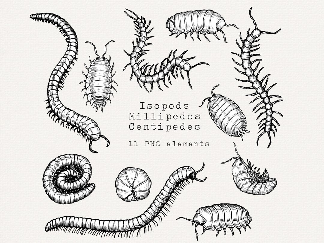 Isopods Millipedes Centipedes Clipart, Bug Illustration, Insect ...