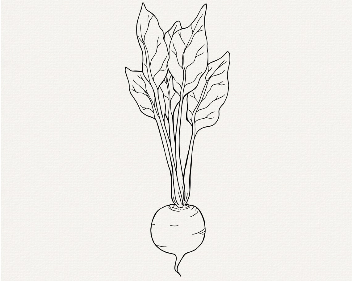 Beet Line Art SVG, PNG, Vegetable Outline Clipart, Kitchen Decor, Food ...
