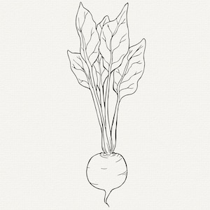 Beet Line Art SVG, PNG, Vegetable Outline Clipart, Kitchen Decor, Food ...
