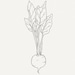 Beet Line Art SVG, PNG, Vegetable Outline Clipart, Kitchen Decor, Food ...