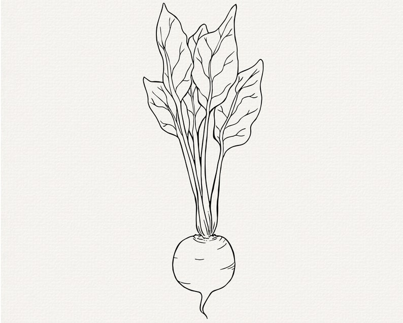 Beet Line Art SVG, PNG, Vegetable Outline Clipart, Kitchen Decor, Food ...