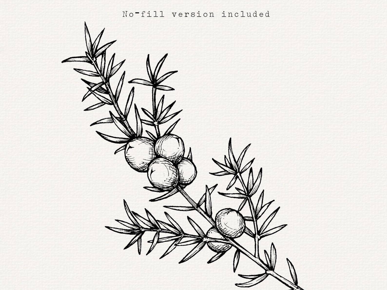 Juniper PNG Clip Art, Hand Drawn Juniper Sprig Illustration, Juniper ...