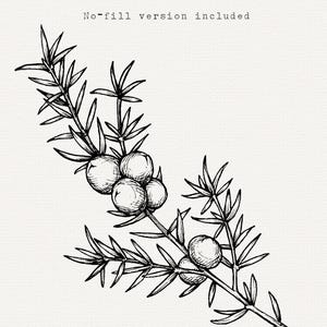 Juniper PNG Clip Art, Hand Drawn Juniper Sprig Illustration, Juniper ...