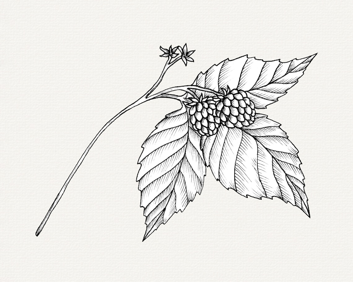 Raspberries PNG Clip Art Bundle Hand Drawn Raspberry Plant - Etsy