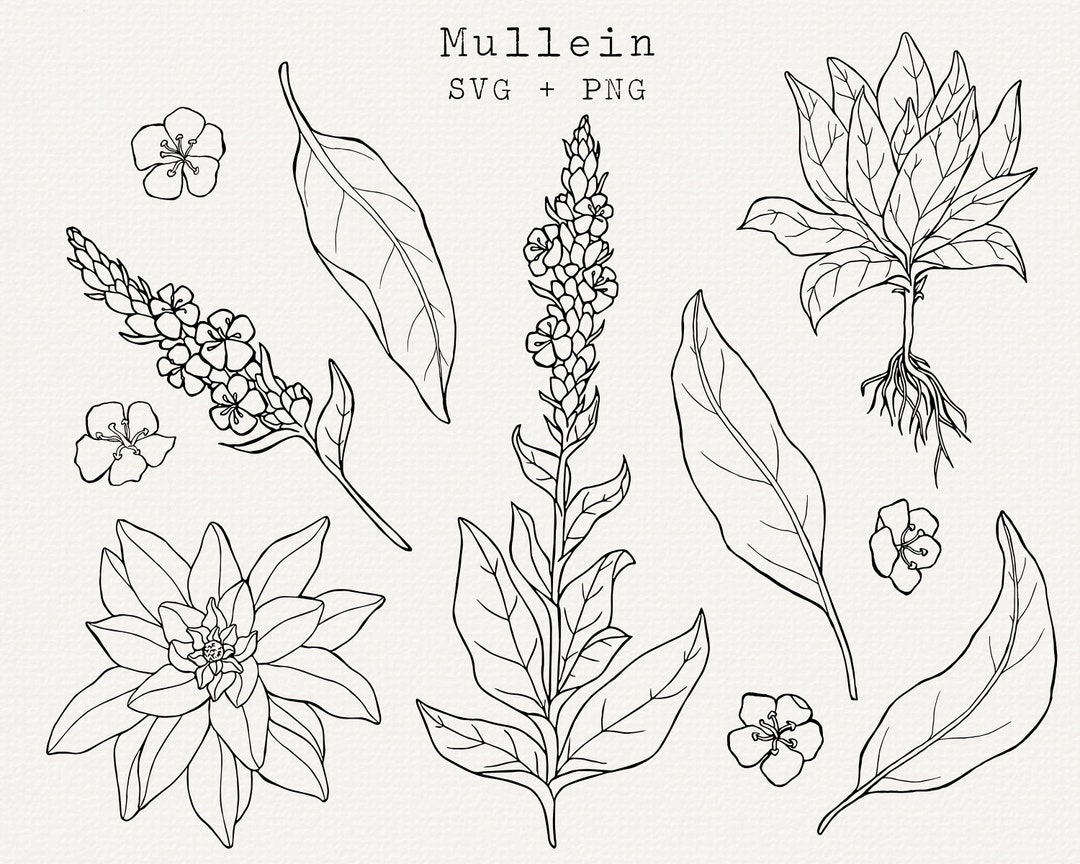 Mullein SVG, Mullein Plant Clip Art, Mullein Herb Illustration ...