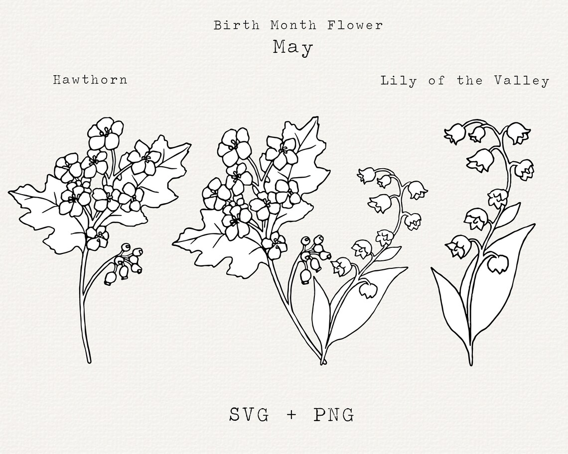 Lily of the Valley SVG Hawthorn SVG May Birth Month Flowers - Etsy