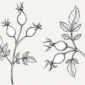 Rose Hip PNG Clip Art, Hand Drawn Rose Hips, Rosehips Illustration for ...