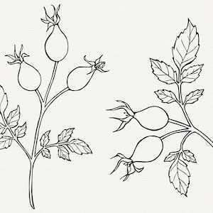Rose Hip SVG, Rose Hips Clip Art, Rosehip Line Art, Cricut Cut File ...