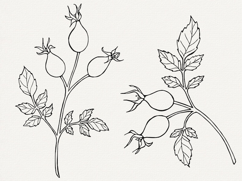 Rose Hips Line Art SVG, Botanical Illustration, Floral Clipart, PNG ...