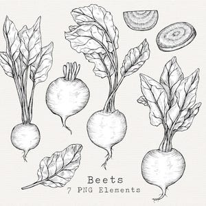 Beets PNG Clip Art, Hand Drawn Beet Illustration, Vegetable Line Art ...