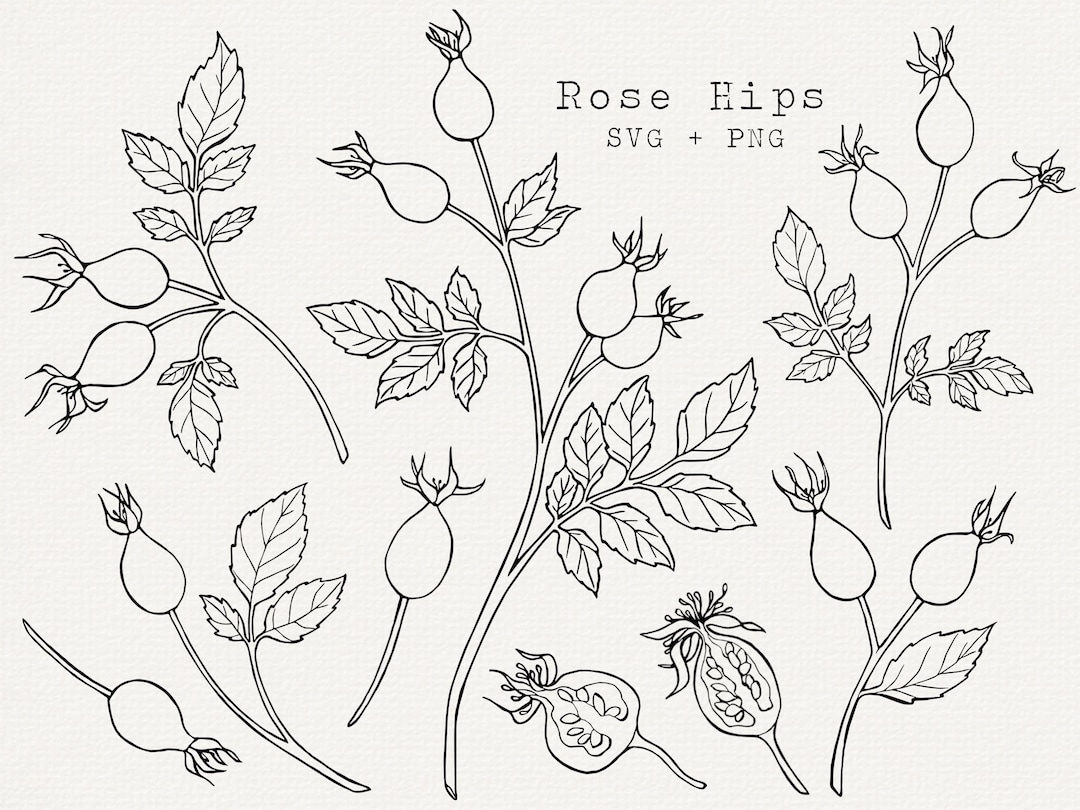 Rose Hip SVG, Rose Hips Clip Art, Rosehip Line Art, Cricut Cut File ...