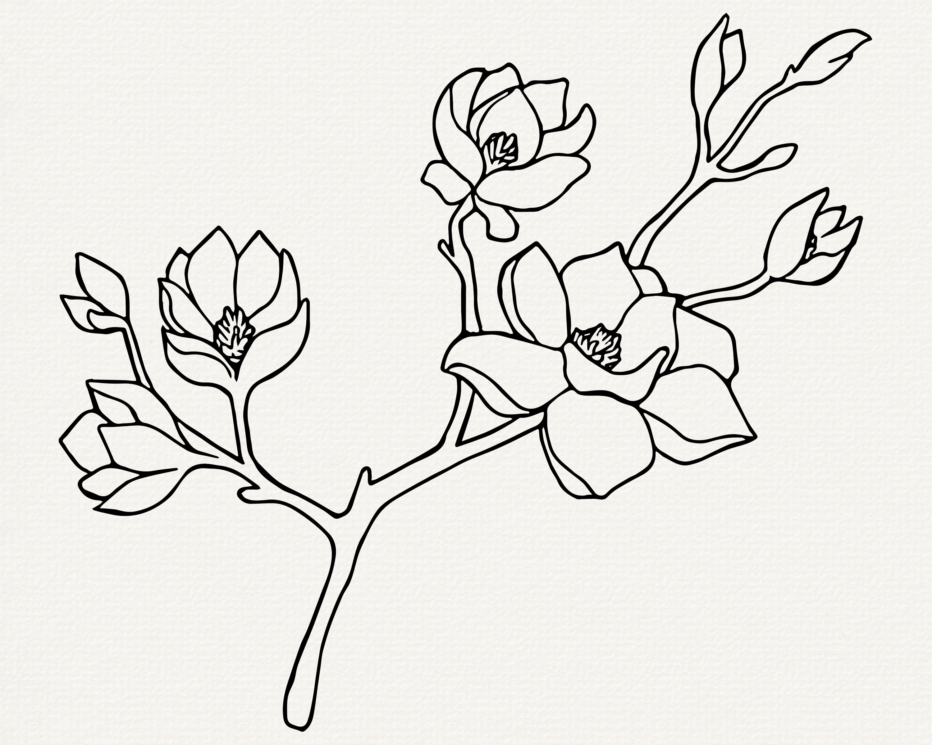 Magnolia Drawing Easy