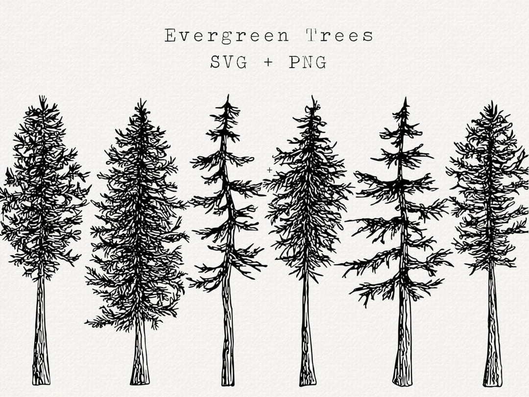 Tree SVG, PNG, Evergreen Tree Vector Graphics, Hand Drawn Forest ...