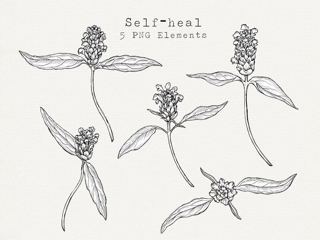 Self-heal, Heal-all Flower PNG Clip Art, Hand Drawn Medicinal Plant ...