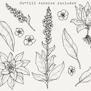 Mullein PNG Clip Art, Hand Drawn Mullein Illustration, Medicinal Plant ...