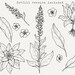 Mullein PNG Clip Art, Hand Drawn Mullein Illustration, Medicinal Plant ...