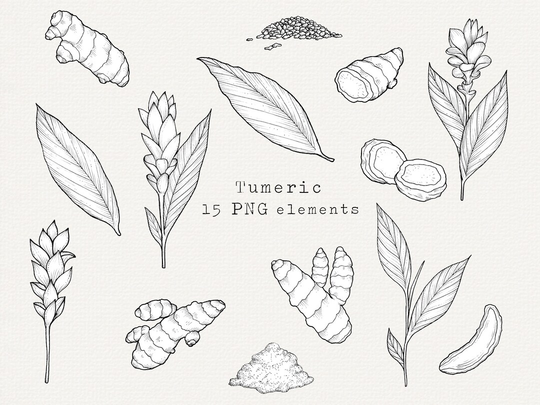 Turmeric PNG Clip Art Bundle, Hand Drawn Turmeric Illustration, Herb ...
