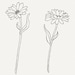 Calendula Flower SVG, Vector Clip Art, Medicinal Plant Illustration ...