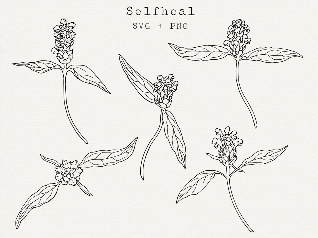 Self-heal SVG, Heal-all Vector Clipart, Medicinal Plant Illustration ...