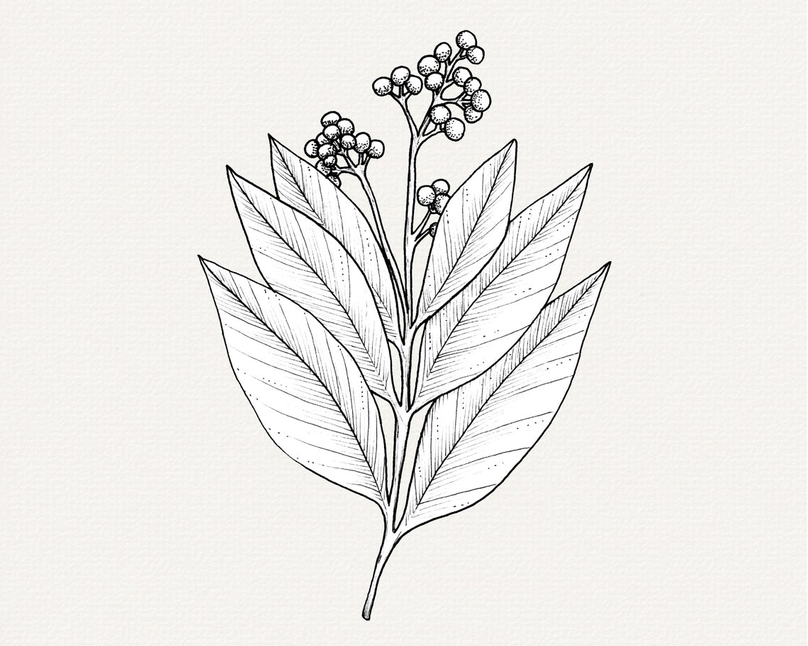 Allspice PNG Clip Art Bundle Hand Drawn Graphics for Spice - Etsy