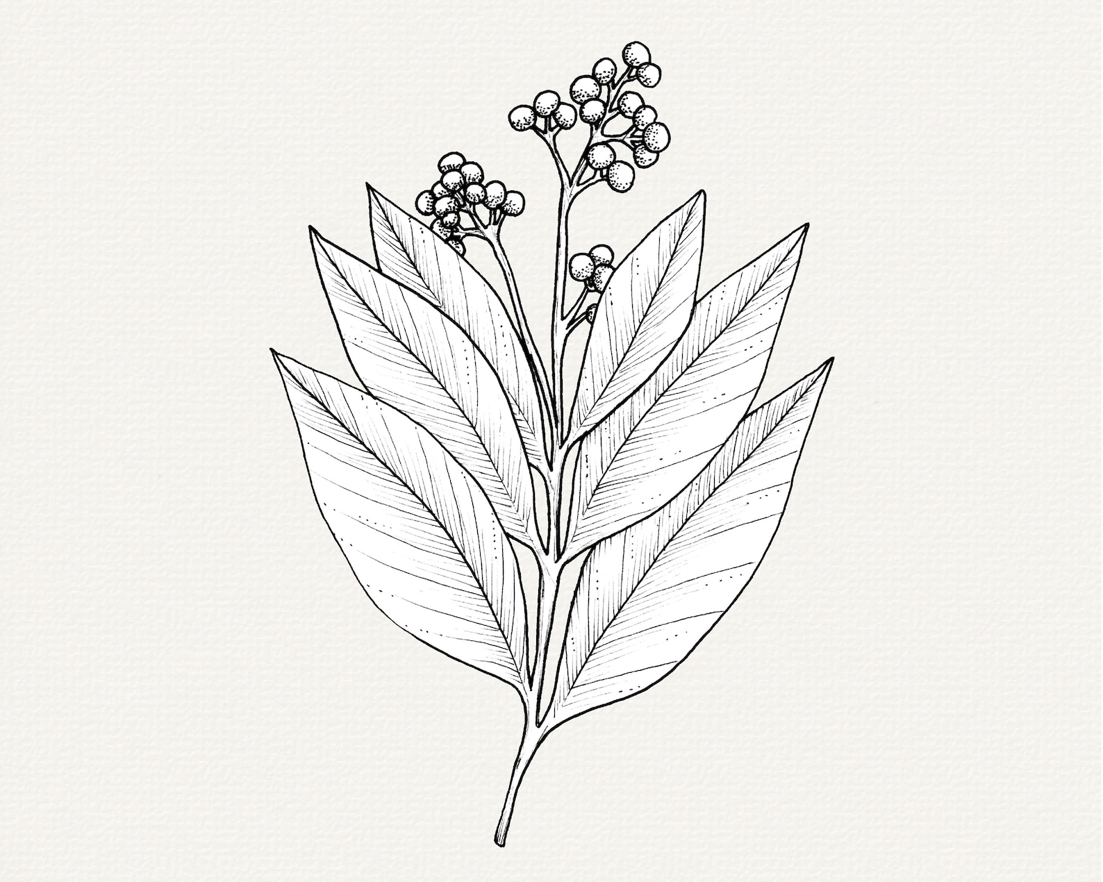 Allspice PNG Clip Art Bundle, Hand Drawn Graphics for Spice Labels ...