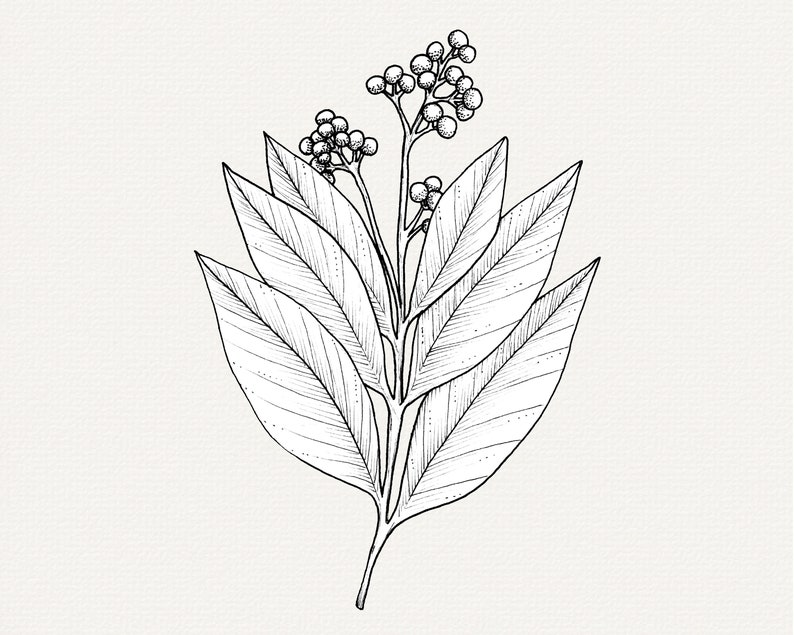 Allspice PNG Clip Art Bundle Hand Drawn Graphics for Spice - Etsy Canada