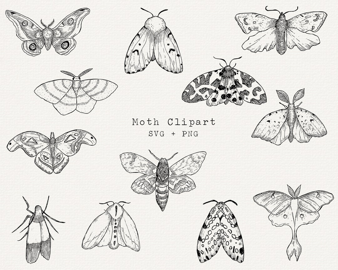 Moth SVG, Moths Clipart, Moth SVG Bundle, Moth Line Drawing, Cut File ...