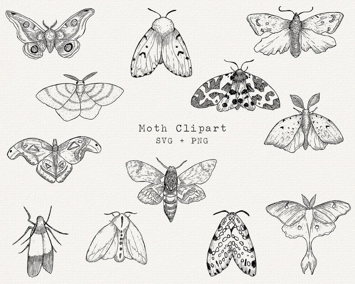Moth SVG Moths Clipart Moth SVG Bundle Moth Line Drawing - Etsy UK