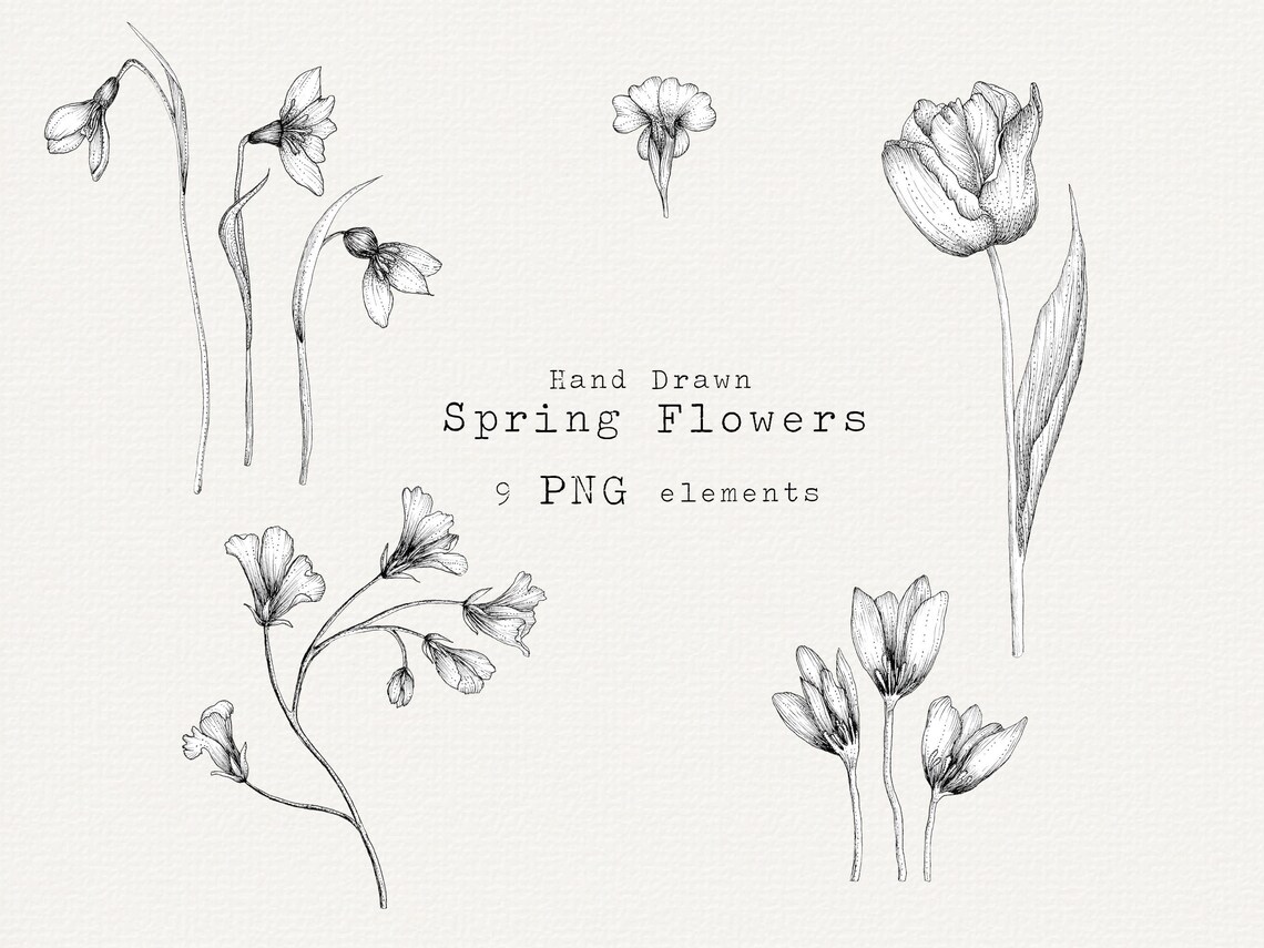 Hand Drawn Spring Flowers PNG Clipart, Botanical Illustration, Floral ...