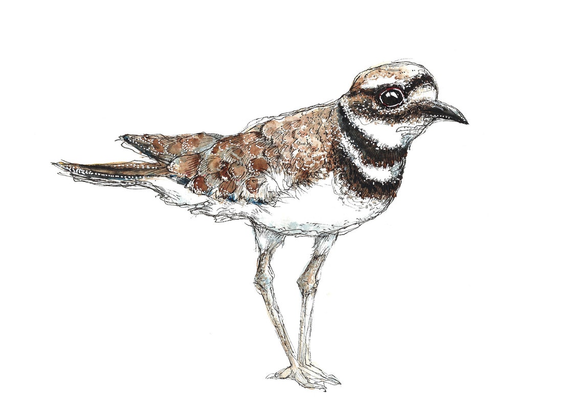 Killdeer Digital Download Watercolor Bird Canadian Bird Art - Etsy