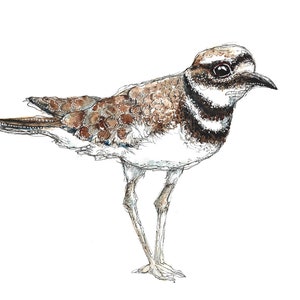 Killdeer, Digital Download Watercolor Bird, Canadian Bird Art ...