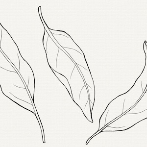 Mullein SVG, Mullein Plant Clip Art, Mullein Herb Illustration ...