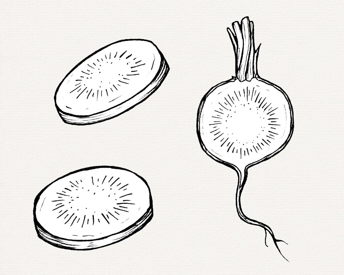 Radish Line Art, Botanical Illustration, Vegetable Clip Art (PNG ...