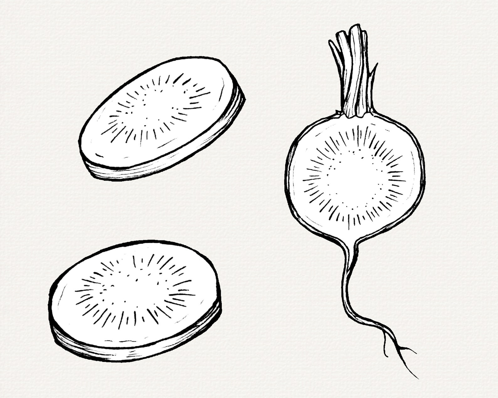 Radish Line Art, Botanical Illustration, Vegetable Clip Art (PNG ...