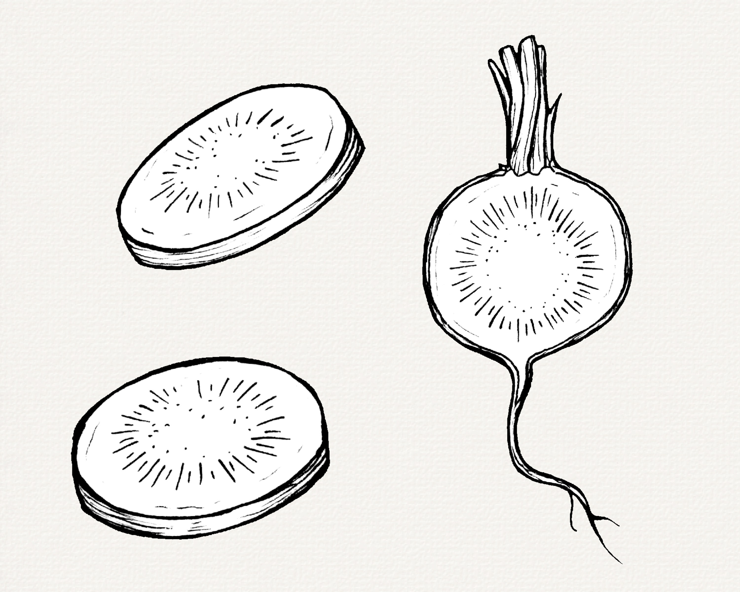 Radish Line Art, Botanical Illustration, Vegetable Clip Art (PNG ...