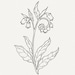 Comfrey SVG, Comfrey Clip Art, Herb Illustration, Botanical Line Art ...