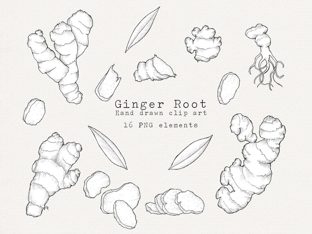 Ginger Clip Art, Ginger Root Clipart, Spices, Baking, Cooking, Kitchen ...