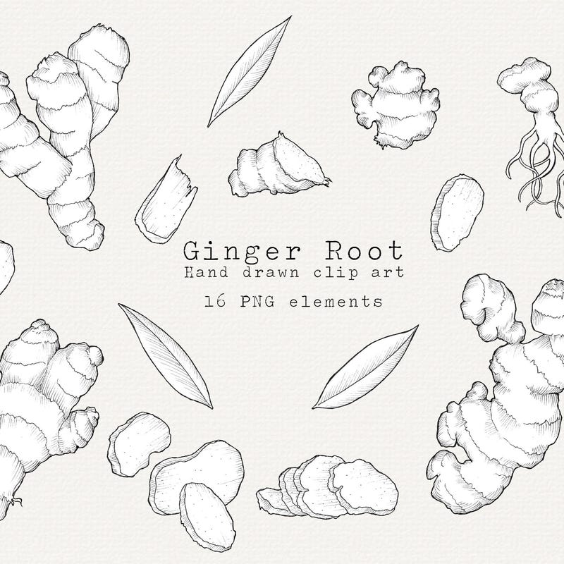 Ginger Clipart - Etsy