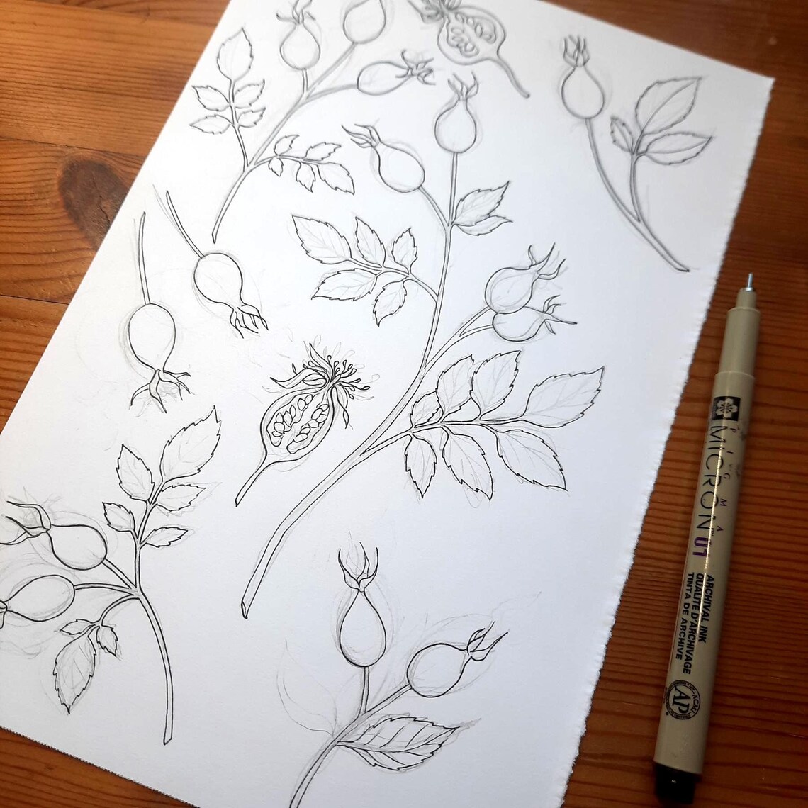 Rose Hips Line Art SVG, Botanical Illustration, Floral Clipart, PNG ...