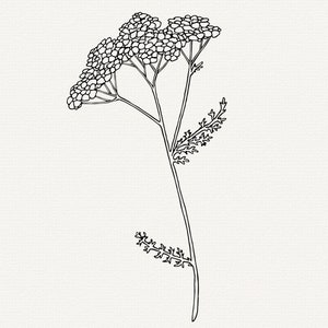 Yarrow SVG, Yarrow Herb Clip Art, Herbal Remedies Line Art, Wild ...