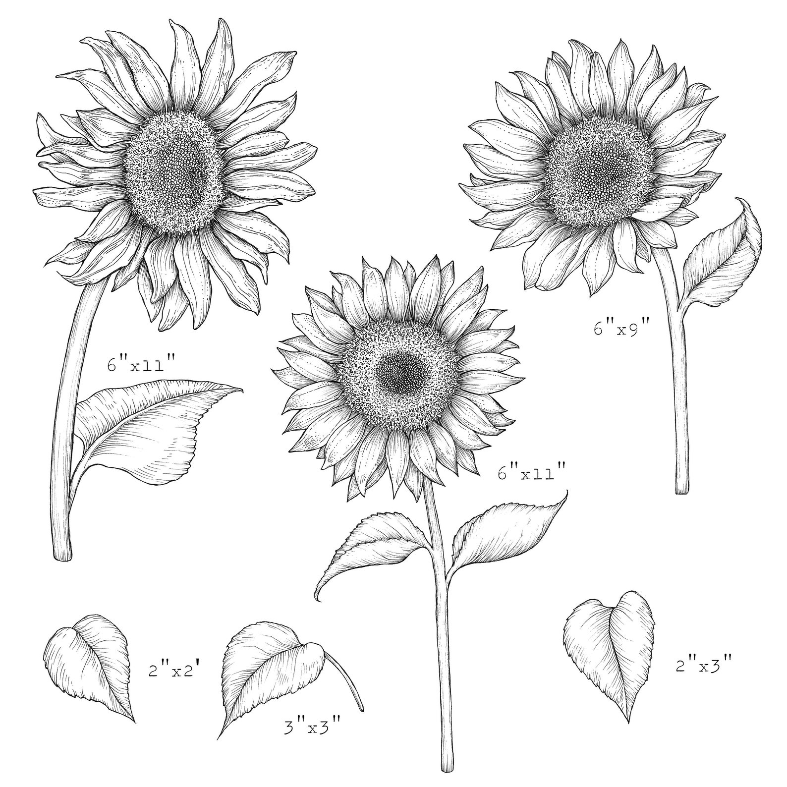Sunflowers Clip Art Hand Drawn Sunflower Sunflower PNG - Etsy