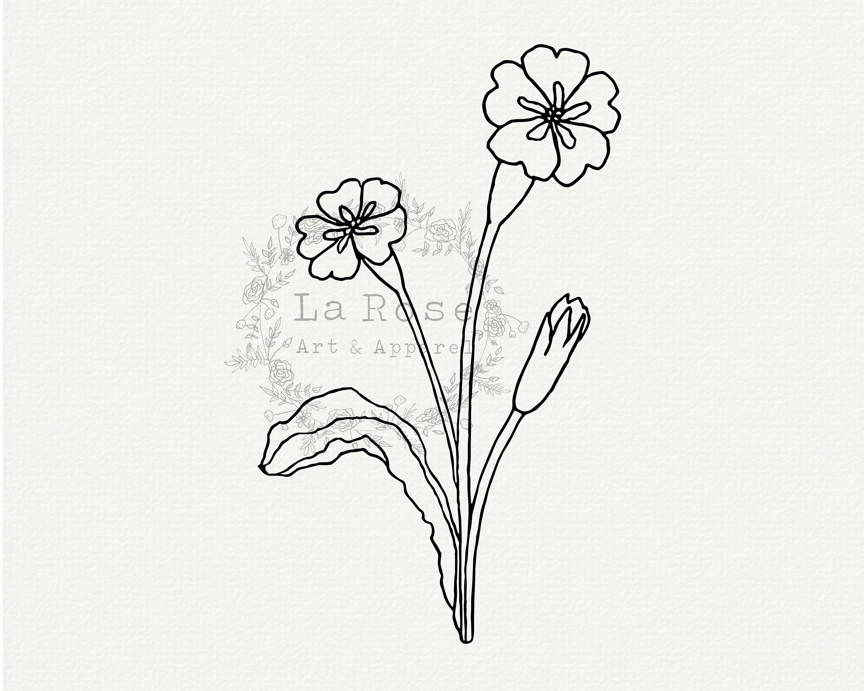 Primrose Flower Drawing
