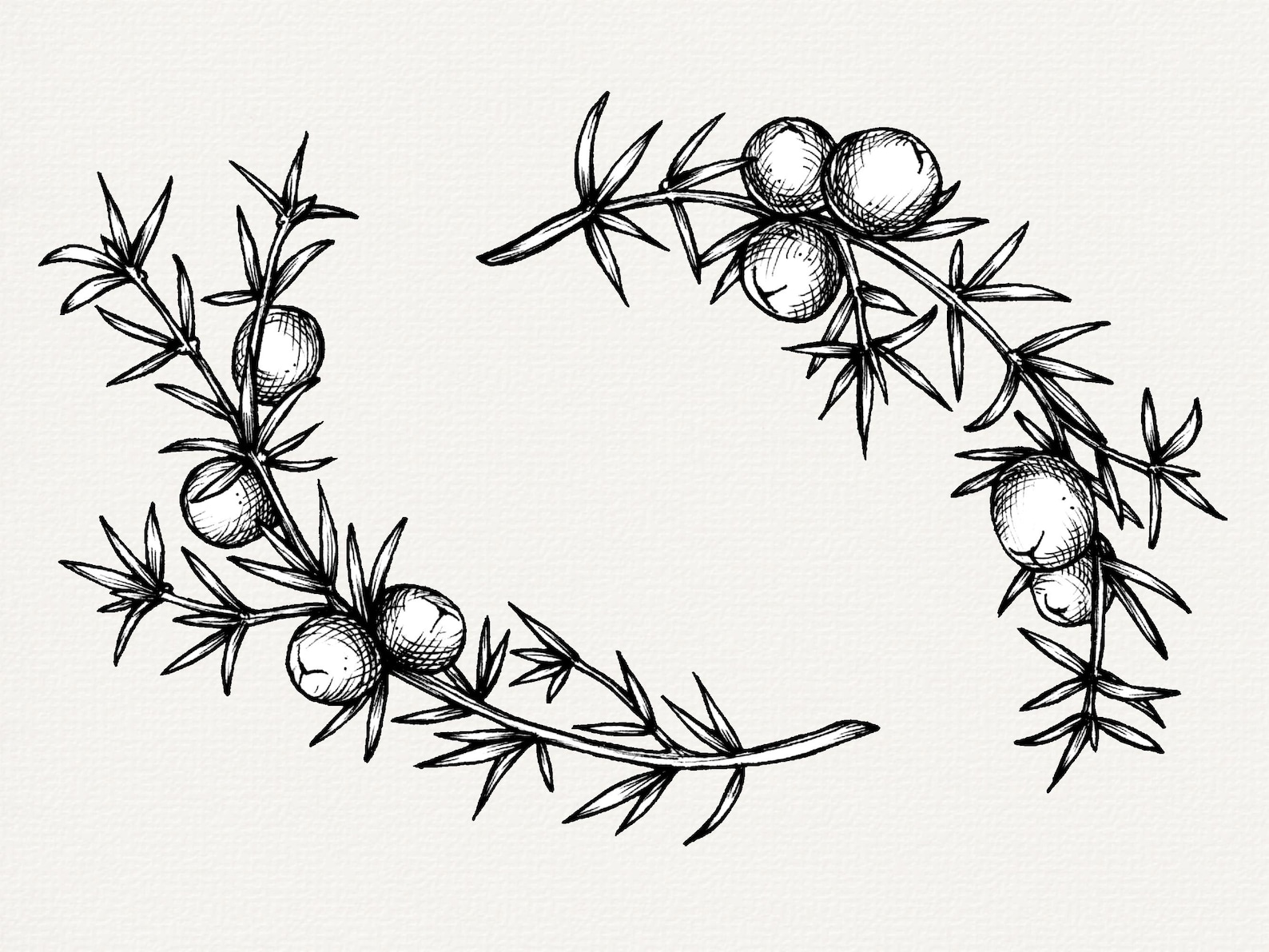 Juniper PNG Clip Art, Hand Drawn Juniper Sprig Illustration, Juniper ...
