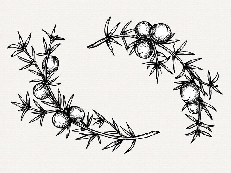 Juniper PNG Clip Art, Hand Drawn Juniper Sprig Illustration, Juniper ...