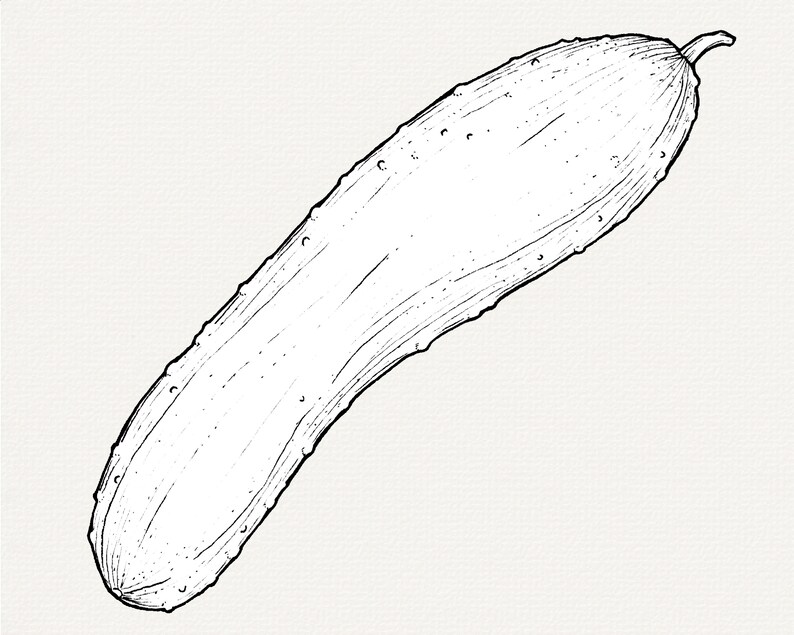 Cucumber Botanical Line Art, Vegetable Illustration, Food Clip Art (PNG ...