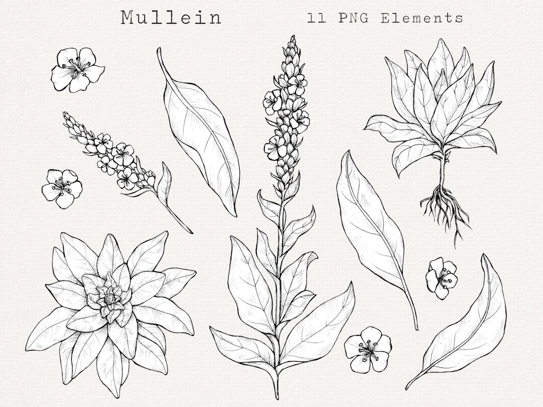 Mullein PNG Clip Art, Hand Drawn Mullein Illustration, Medicinal Plant ...