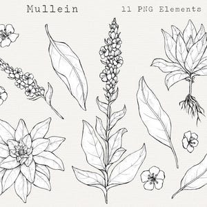Mullein PNG Clip Art, Hand Drawn Mullein Illustration, Medicinal Plant ...