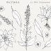 Mullein PNG Clip Art, Hand Drawn Mullein Illustration, Medicinal Plant ...