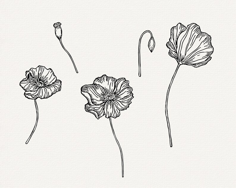 Poppy SVG Poppies Vector Floral Line Art Clipart Botanical | Etsy