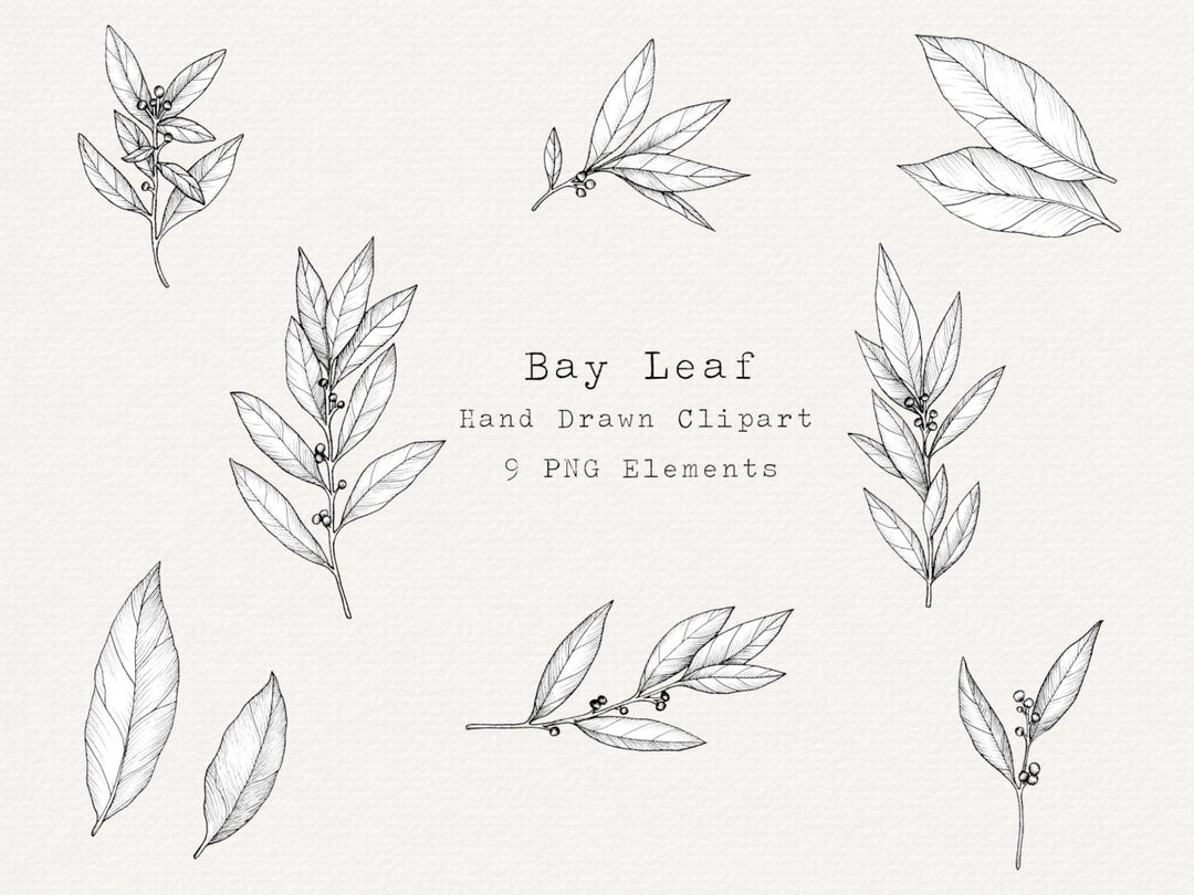 Bay Leaf PNG Clip Art, Hand Drawn Illustration, Herb Line Art, Bay ...